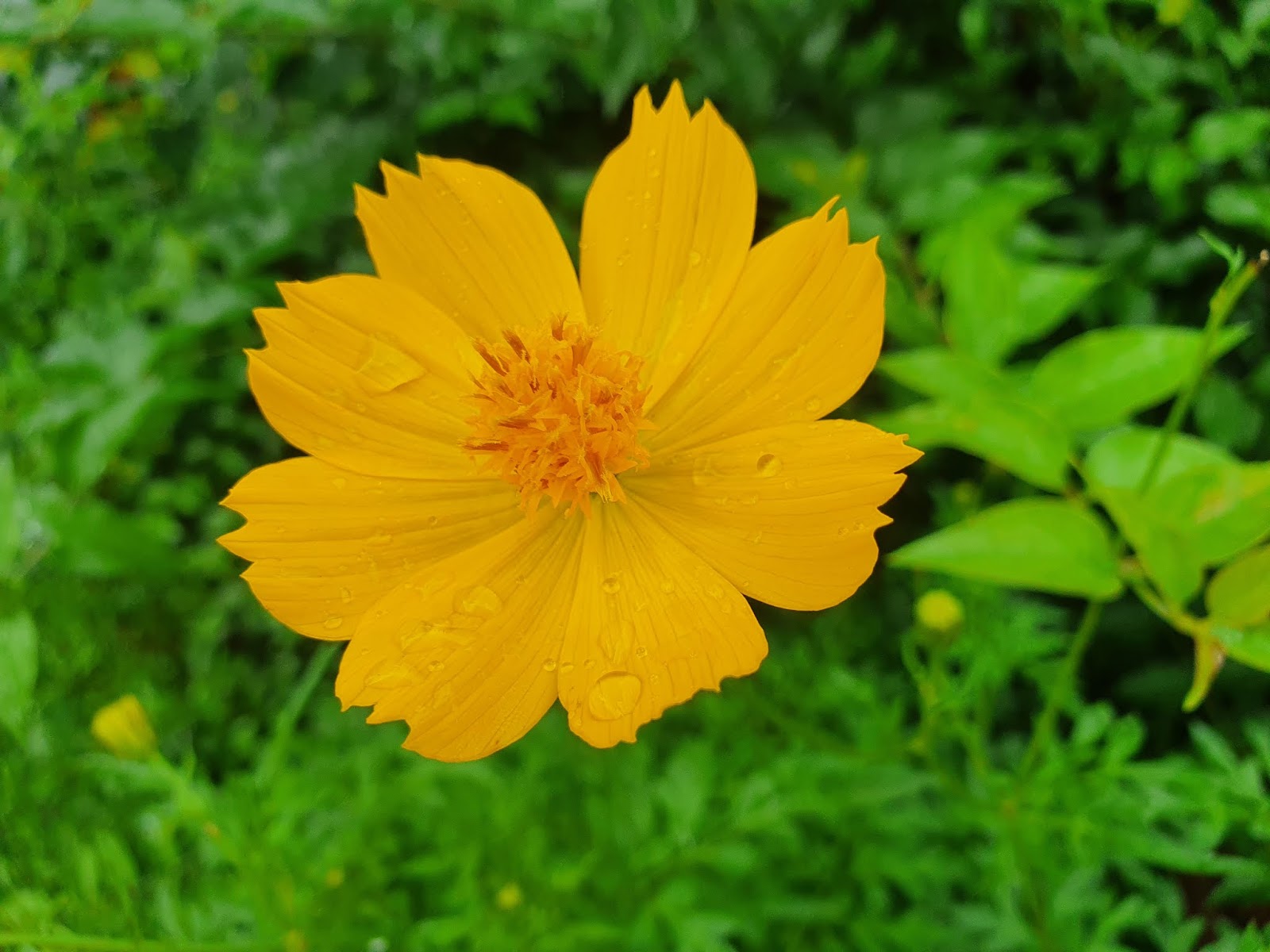 Flowers found in Sri Lanka