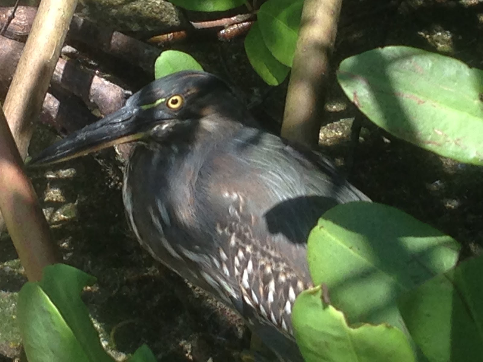 Stock Family Trip : We arrived to Puerto Ayora, Galapagos