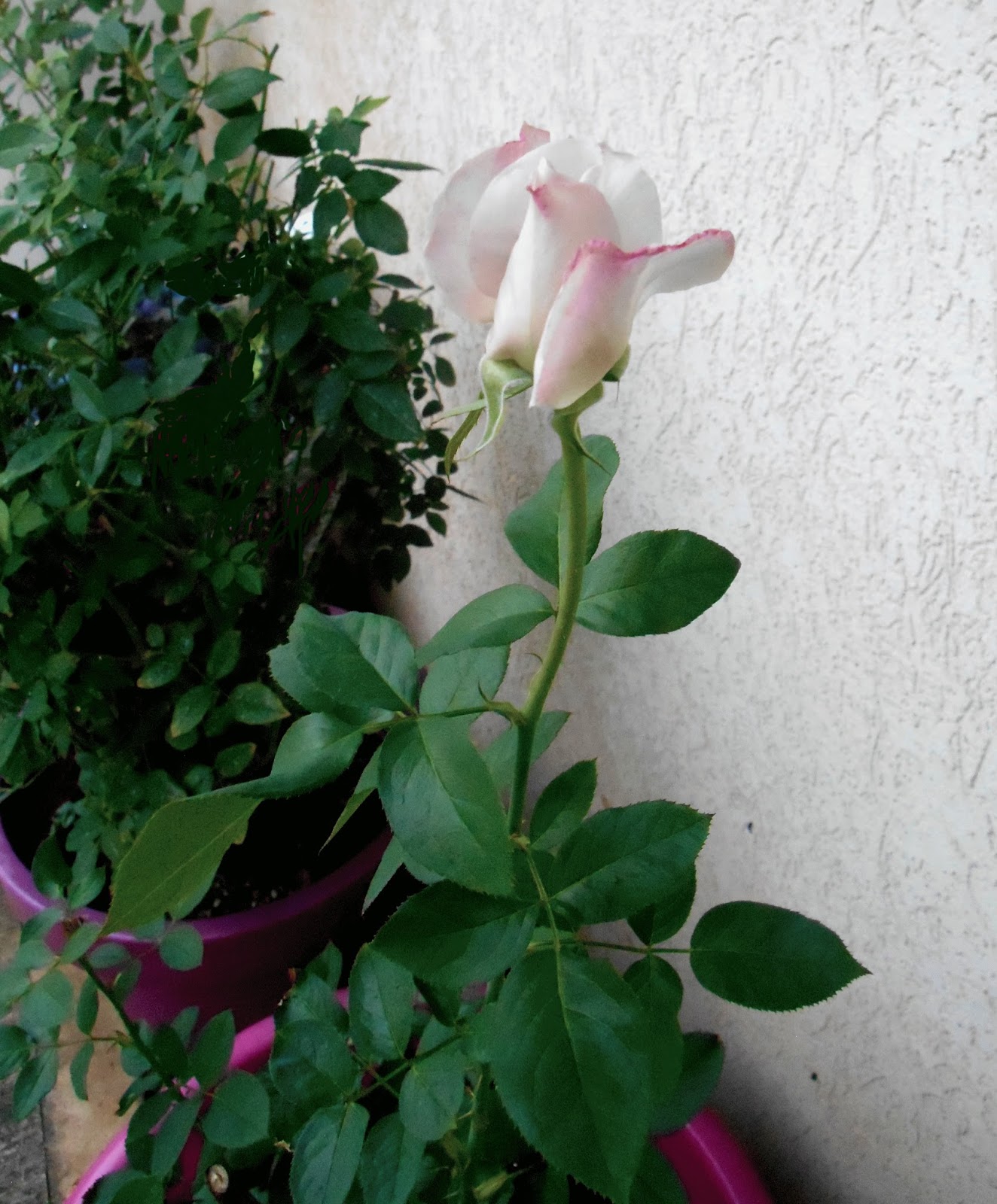 A Kitchen Garden in Kihei Maui: Growing Roses in Kihei