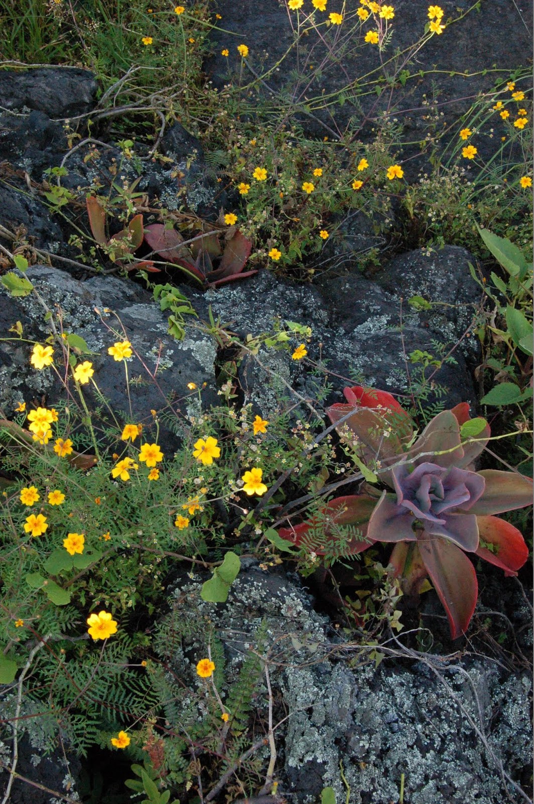 TEXTUAL-es: Fauna silvestre adaptada a entornos urbanos