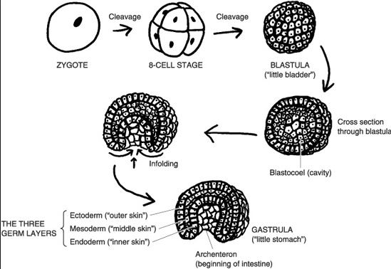 Development Of Germ layers |Genetic Engineering Info