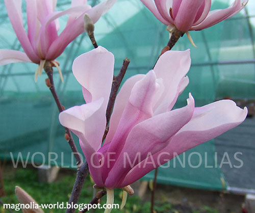 WORLD OF MAGNOLIAS: Magnolia "Jane"