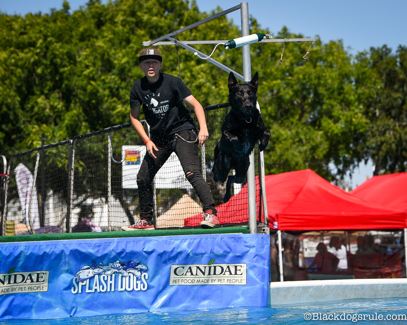 Fun Activities For You And Your Dog