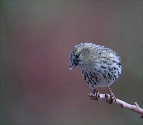 Sulkamania: Forlorn Fridays: Sad Birds; A Photo Essay