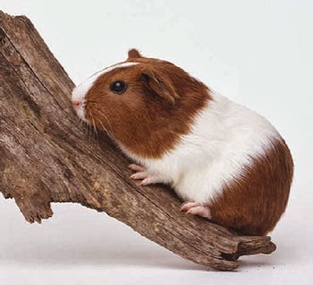 VETZOO clinica veterinaria: ¿Quieres un cuyo como mascota?