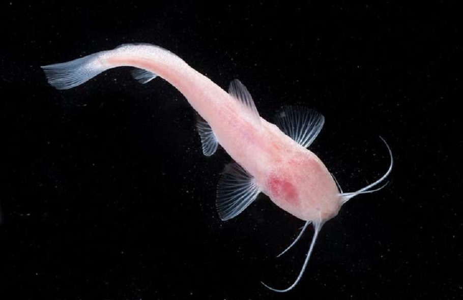 Cool Goby Blog: Blind Catfish Found in Texas Caves