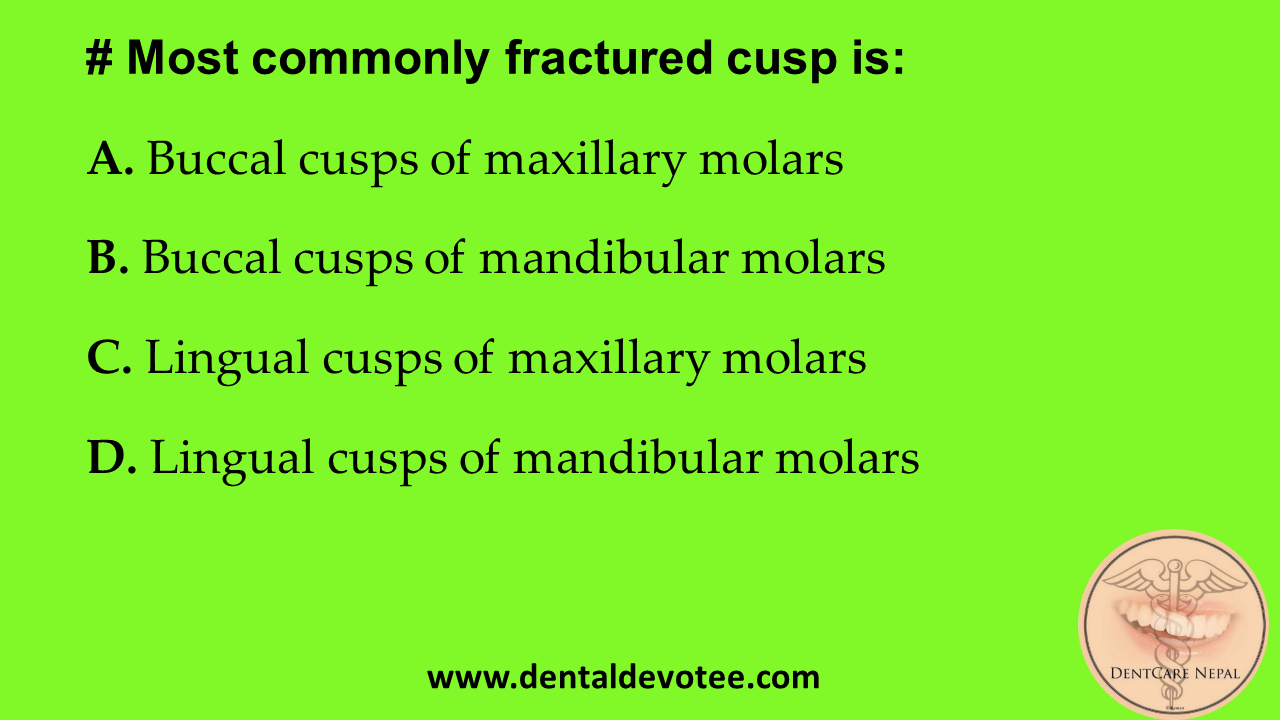Dentosphere : World of Dentistry: Most commonly fractured cusp is: