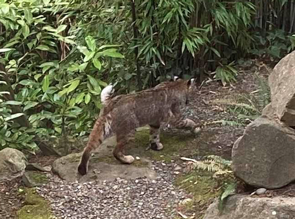 Shoreline Area News: Wild creatures among us: Bobcats