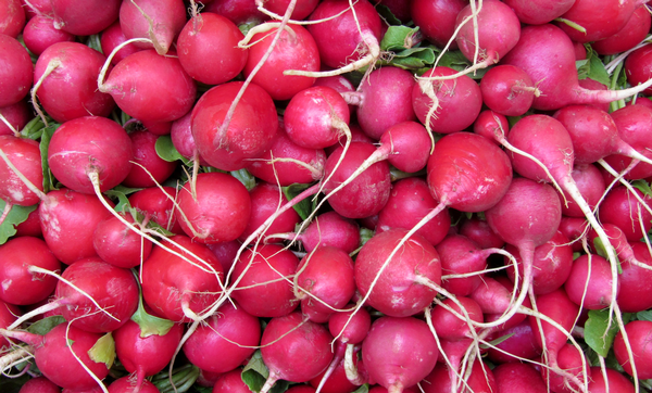 Red radish benefits for health and the body
