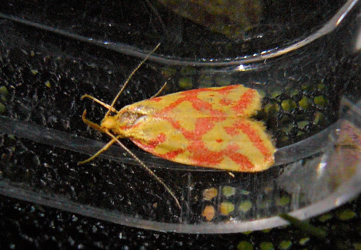 The Bald Birder (and Moffer): Satyr Pug, chalk downland near Sevenoaks ...