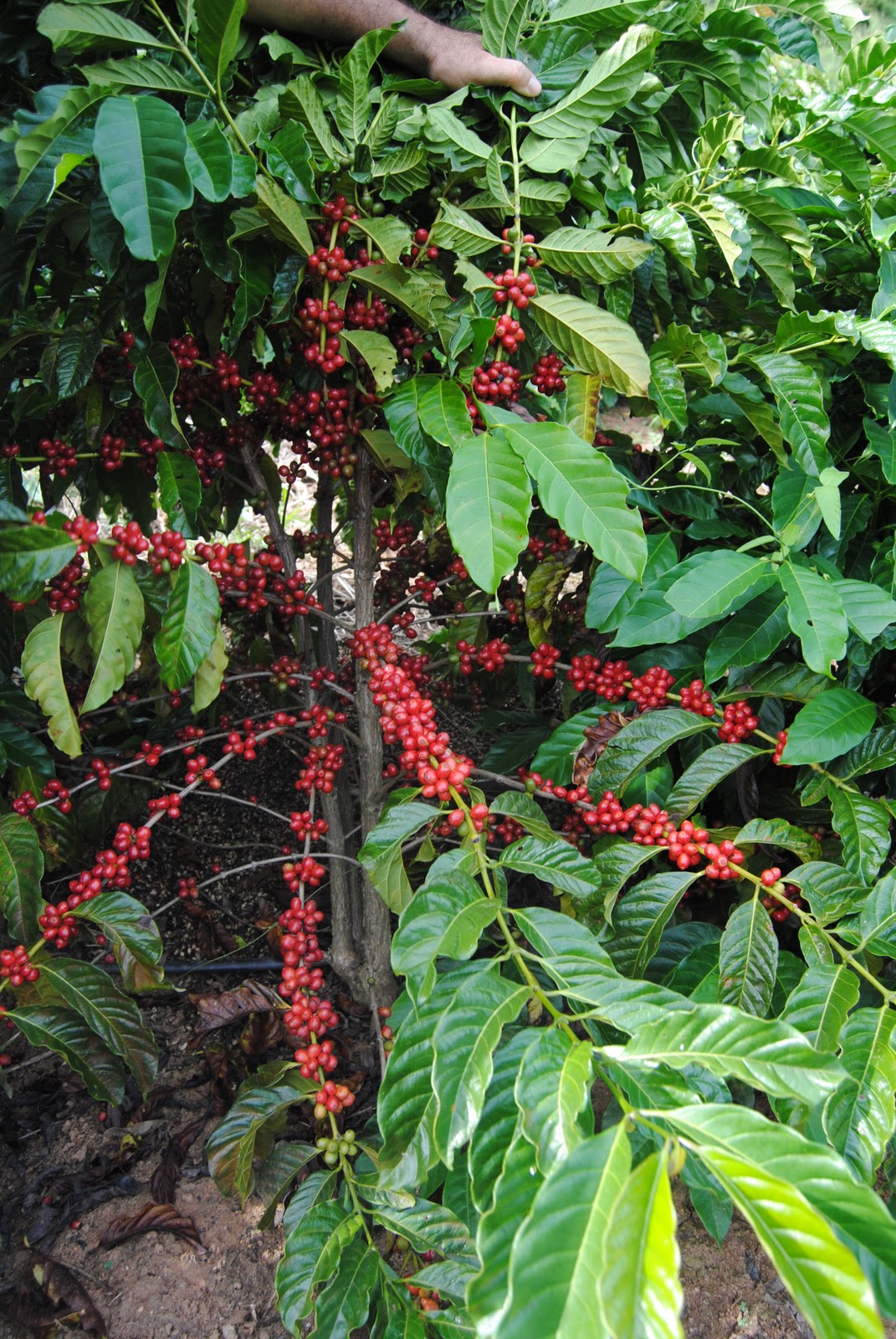 Recanto das Plantas: Café Conilon - "Vitória" (clique aqui para ler mais)