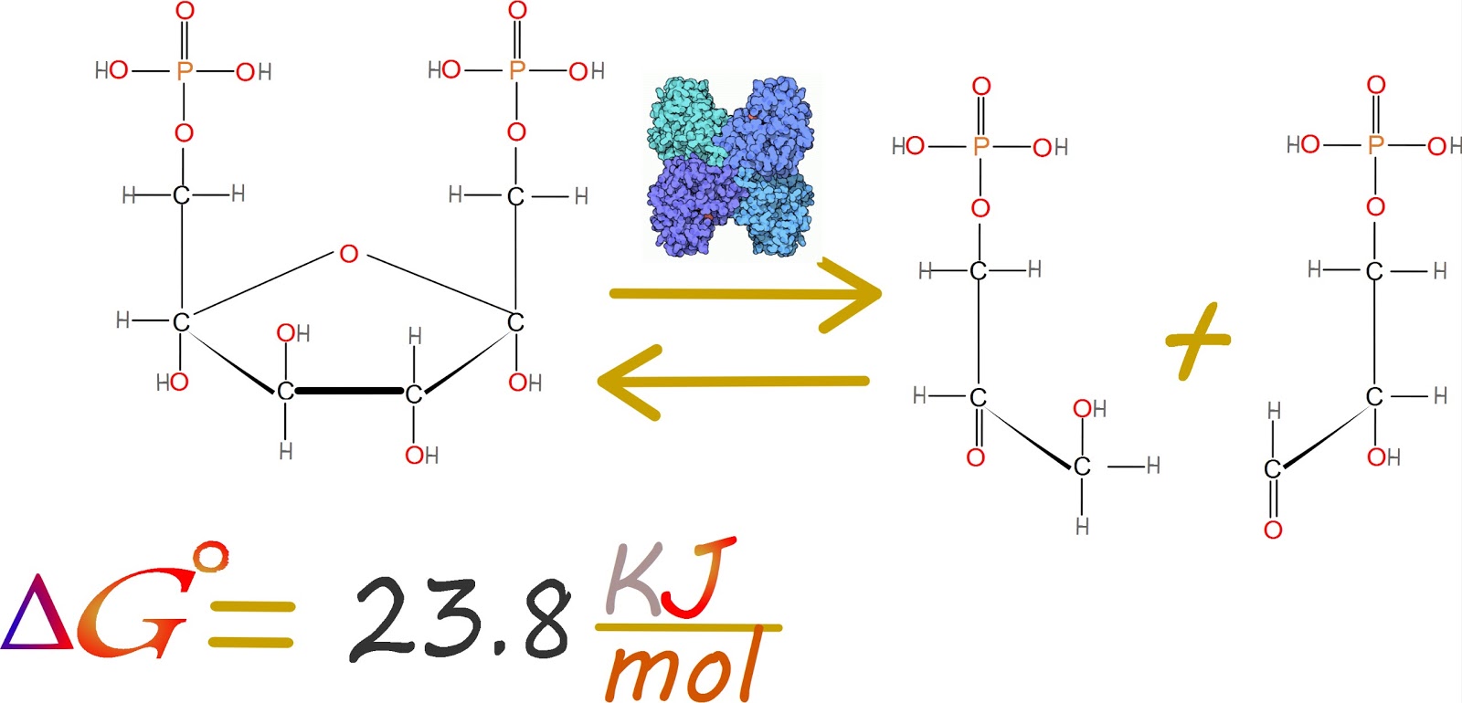 Ciencias de Joseleg: 4to paso: Aldolasa