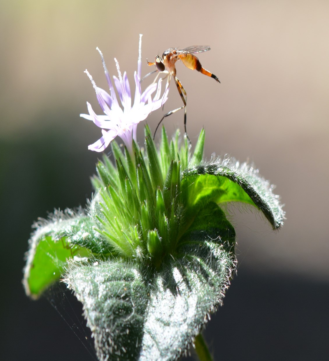 Wildflower Wednesday: Elephantopus tomentosus
