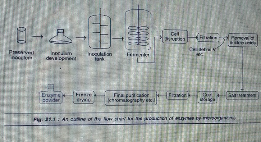 Enzyme Technology: Application and Commercial Production of Enzymes ...