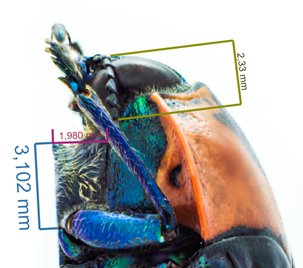 EPICURO E LA FORMA NUOVA: Calodema annae