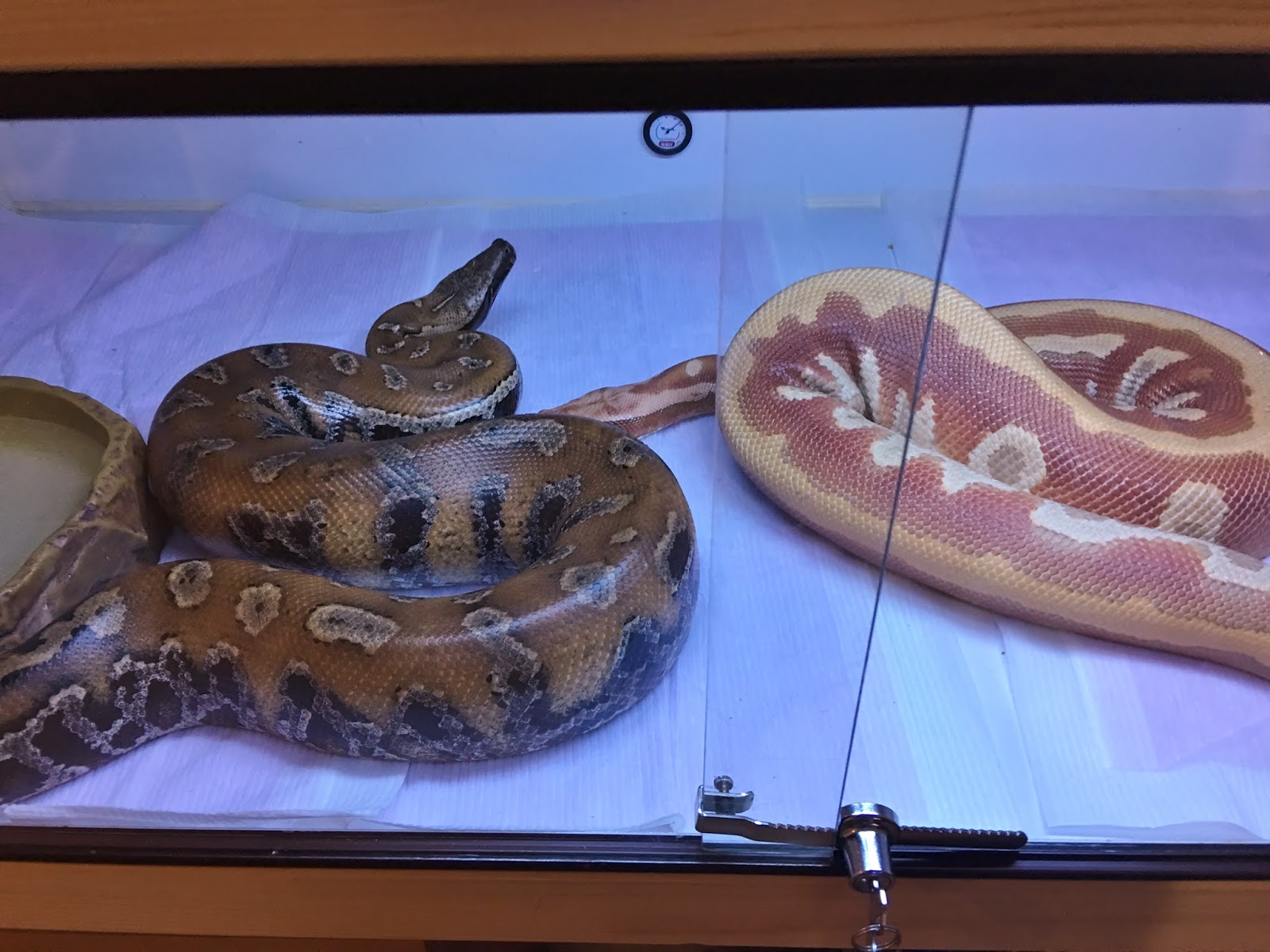 Love Bloodpython Japan: T + albino Blood Python Bunka Red Blood Python ...