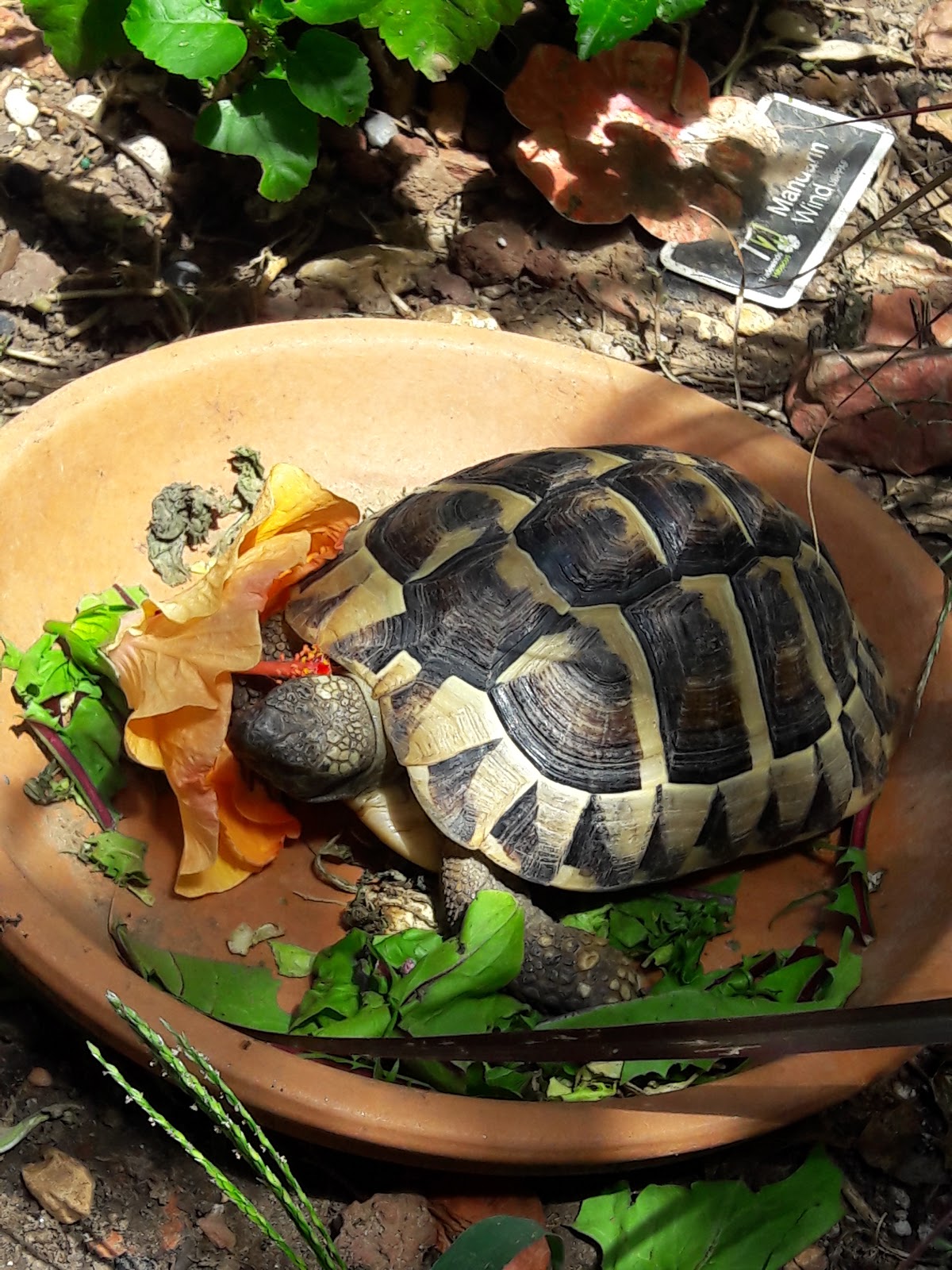 My Turtles and Tortoises in the Winter