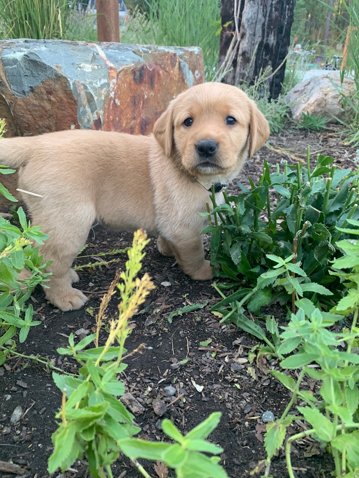 Ember's Red Goldadors