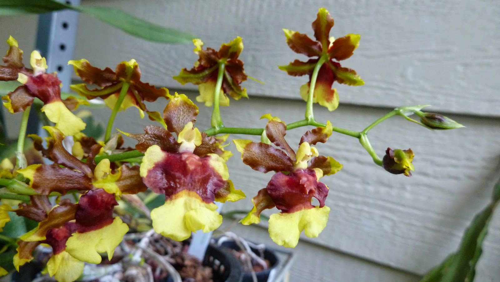 Hooray! Plants!: Oncidium Space Race 'Coco' Blooming