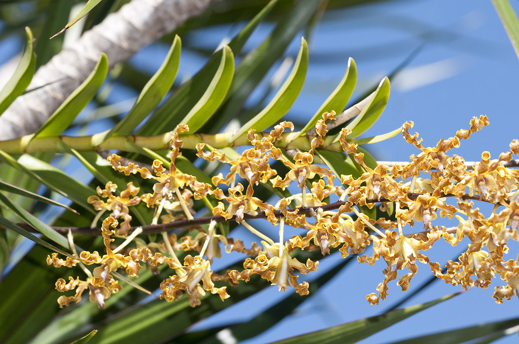 Dendrobium discolor care and culture | Travaldo's blog
