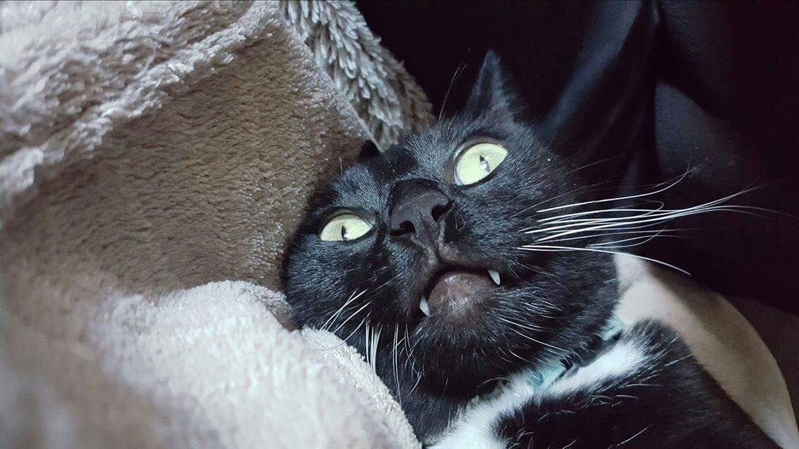 Tu Peux Pas Comprendre, T'es Pas Un Chat : #TPPCTPUC - Toutes les ...