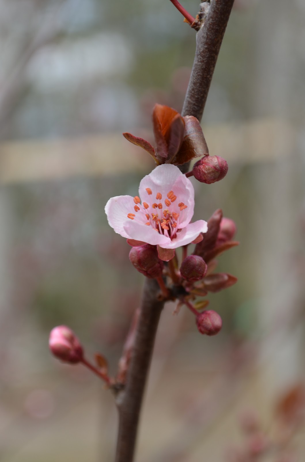Charming the Birds from the Trees: Thunder Cloud Plum Trees...