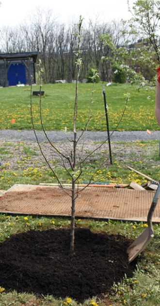 Garden and Life Notes: Spring Tree Planting Tips