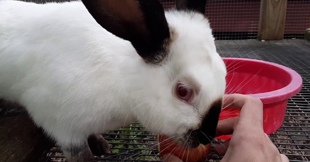 Californian Rabbit Facts, Size, Weight, Lifespan, Personality