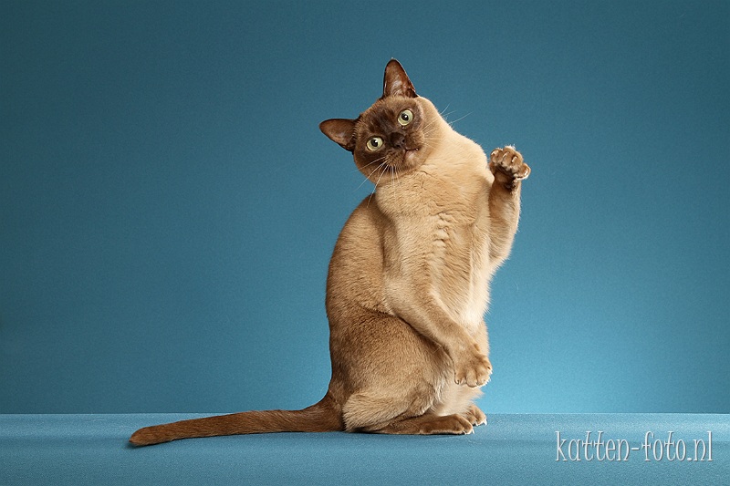 Katten-Foto: Oosters korthaar, Siamees, Burmees en Black Bombay