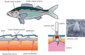Biology 10: Topic 12a: Fish (Class Pisces)