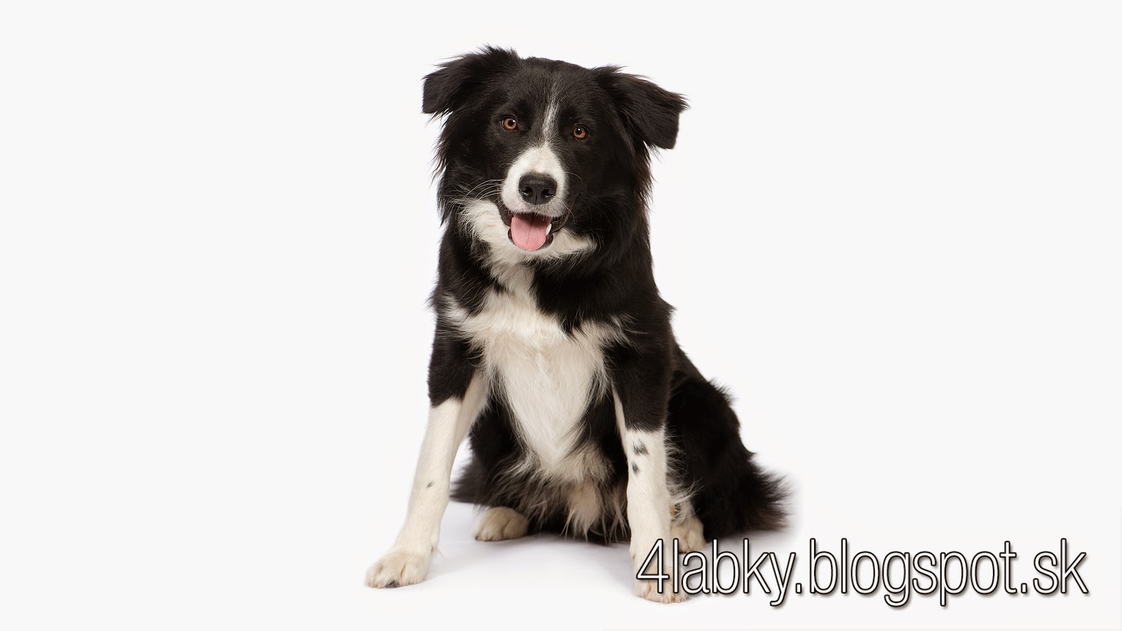Borderská kólia (Border Collie) | 4 LABKY