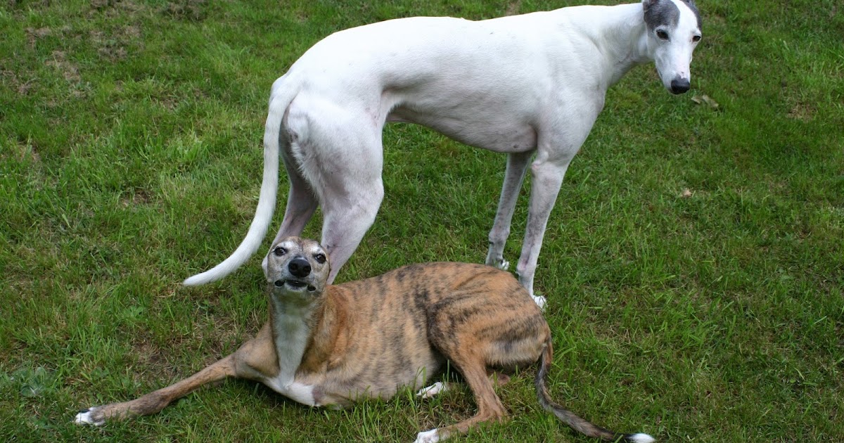 Yes I Know, My Dogs Look Funny: Is It Insanity or Is It a Date?