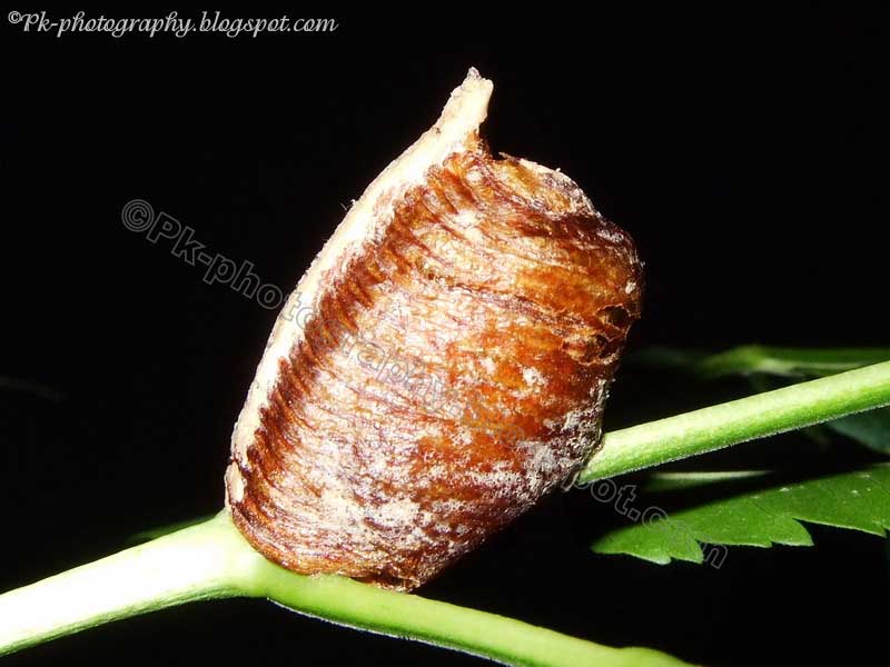Praying Mantis Eggs | Nature, Cultural, and Travel Photography Blog