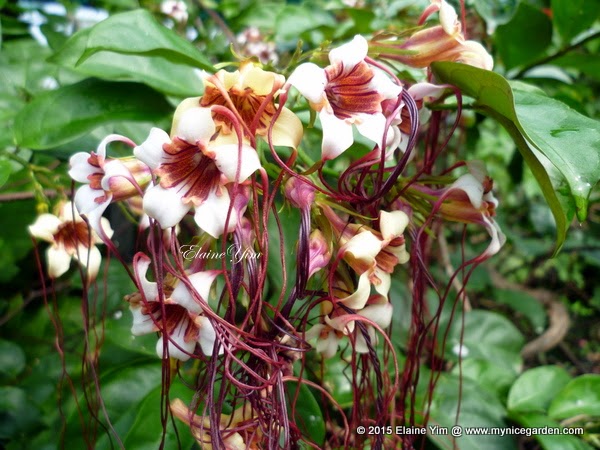 My Tropical Plants Finder: Strophanthus perussii - Poison Arrow Vine