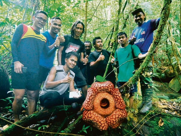 BUNGA RAFFLESIA @ PAKMA TUMBUH DI ULU CHEKA JERANTUT | AKU ANAK PAHANG