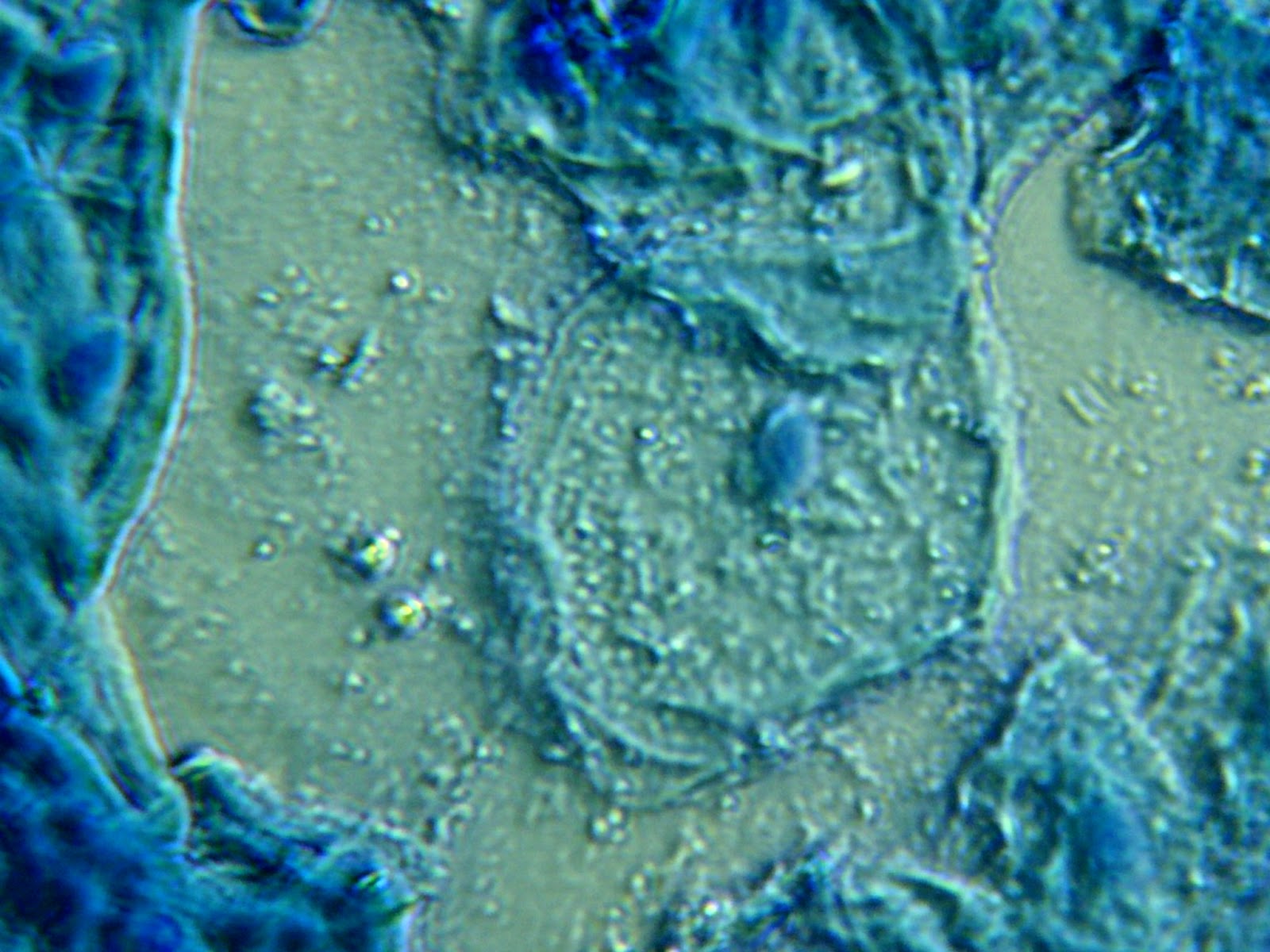 CIENCIAS JPL: FOTOS EPITELIO BUCAL