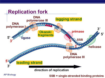 DNA Replication