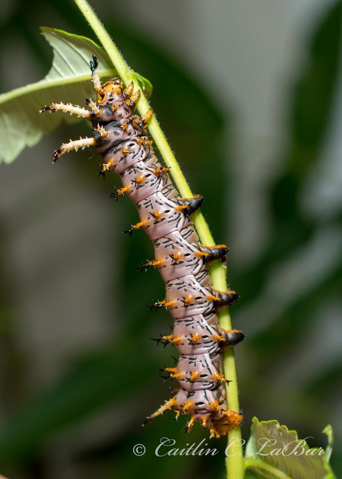 Northwest Butterflies: Citheronia splendens...Splendid Royal Moth