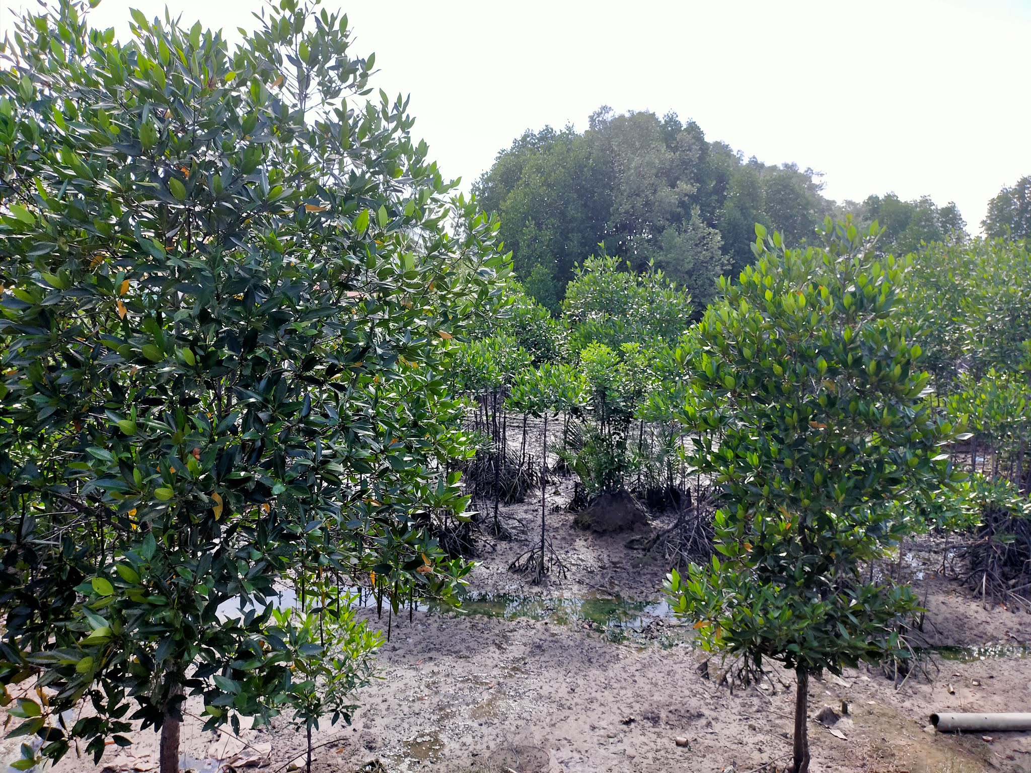 Kepentingan Pokok Bakau Kepentingan Pokok Bakau