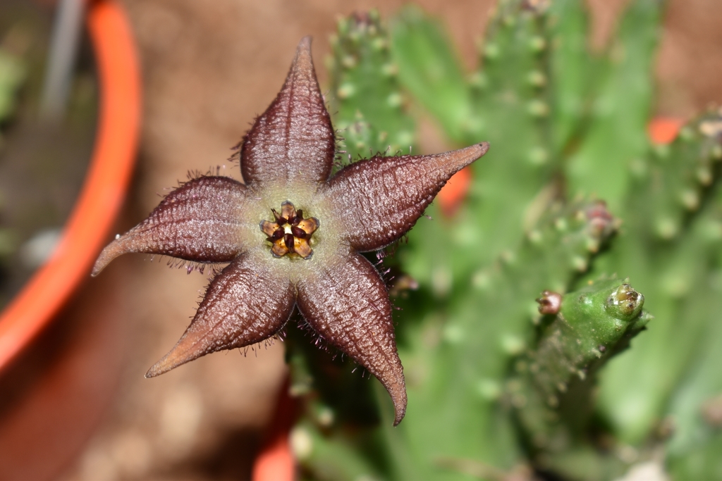 S206 - STAPELIA SCHINZII ~ Criadero de Cactus y Suculentas "EL CEIBO"