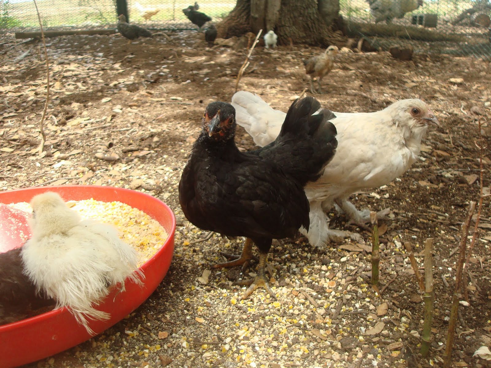 Tiny Chickens: Serama and silkie babies