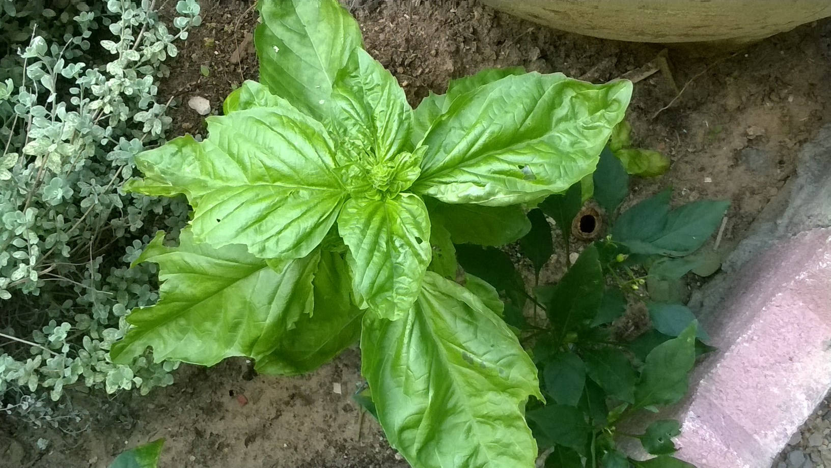 My Basil Photos