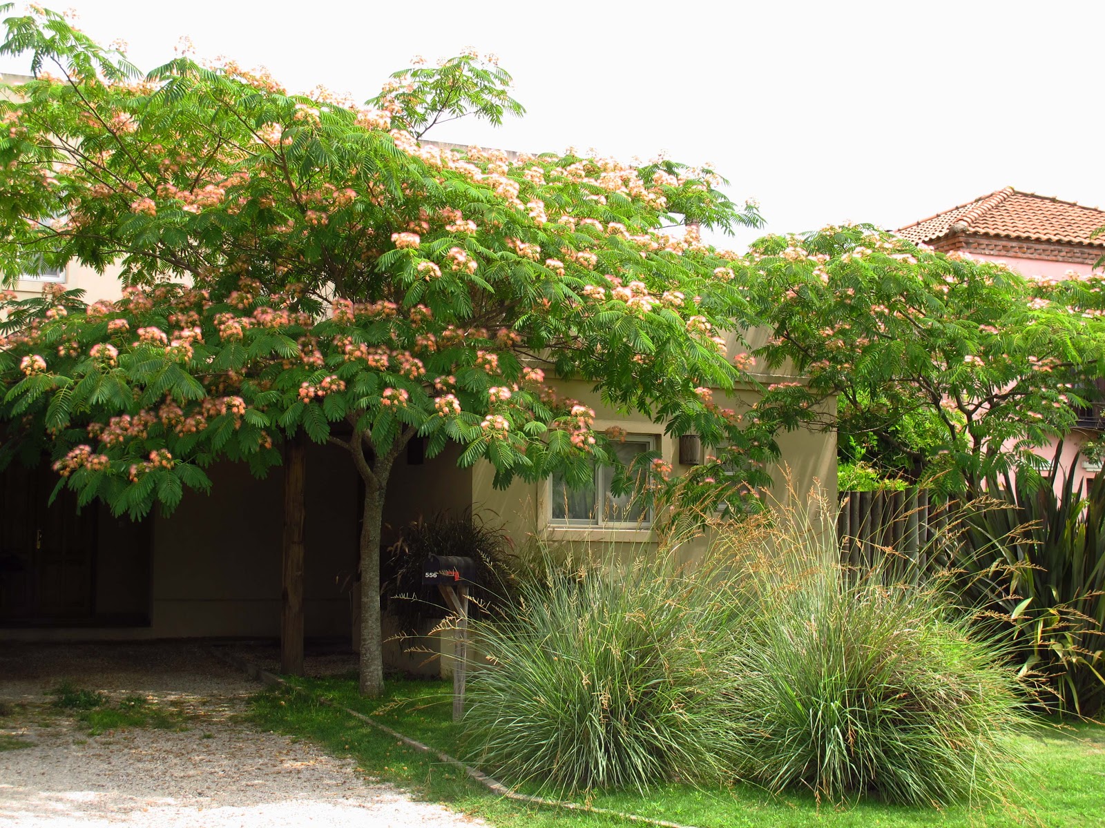 En el jardin: Acacia de Constantinopla