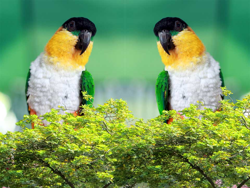 Caique Parrot is relatively Small and Stocky, with Bright Colors
