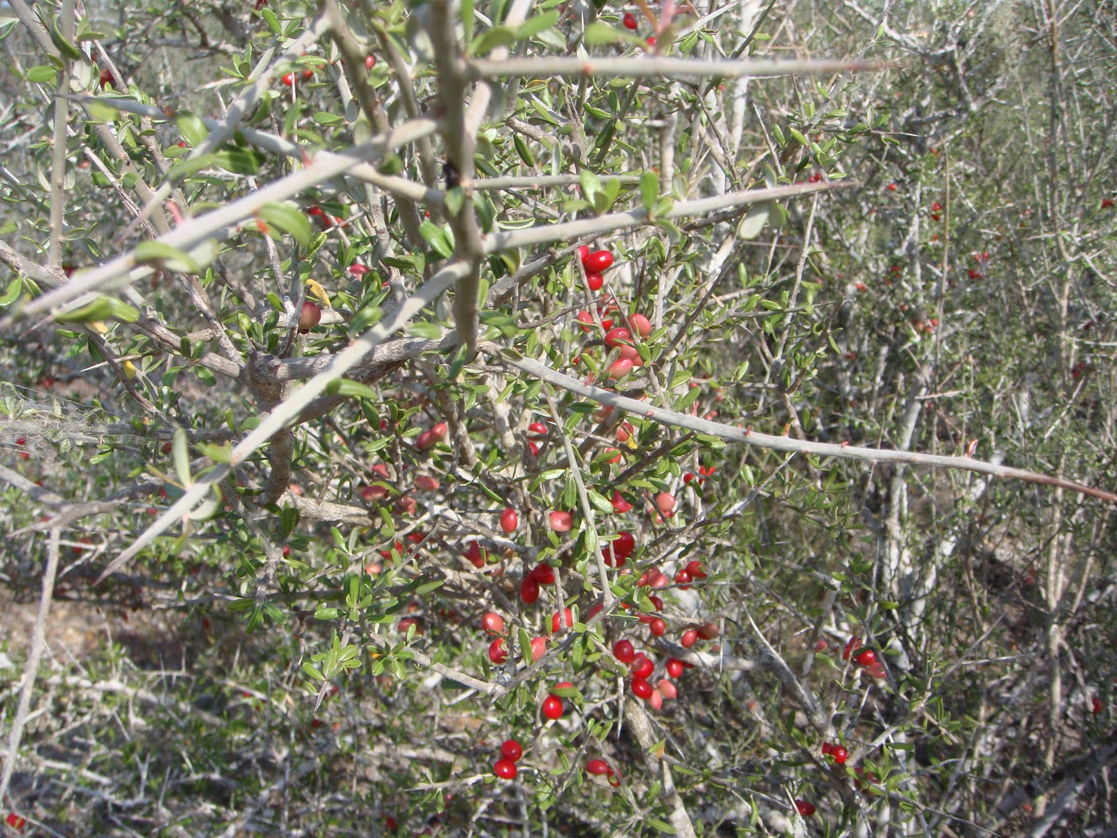 Woods Roamer: The Bitter Fruit Amargosa
