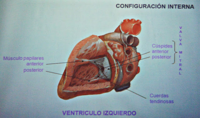 Características, estructura y funciones del Corazón (Sistema circulatorio)
