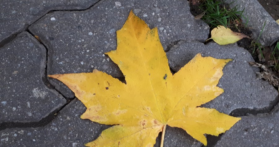 Letitia svetu: Obrázky z jesene