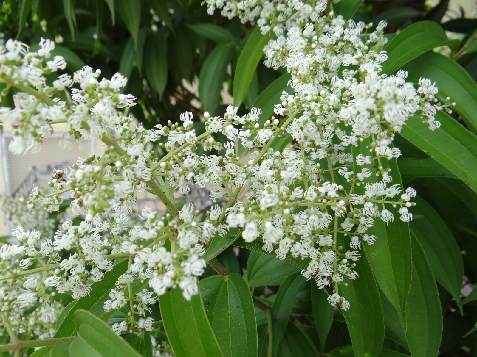 Blog do Ademir Carosia: Jacatirão