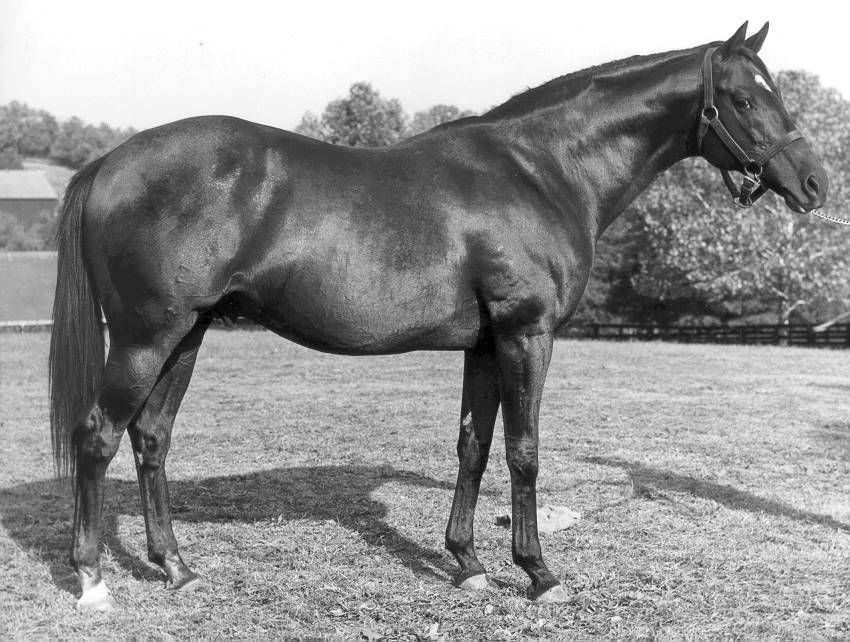 albatroz bloodstock USA: NORTH HEMISPHERE LEADING SIRES - NASRULLAH TRIBE