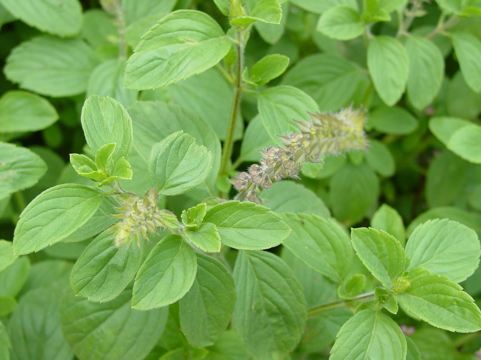 Medicinal Plants at Pura Vida Spa & Yoga Retreat: Camphor Basil ...